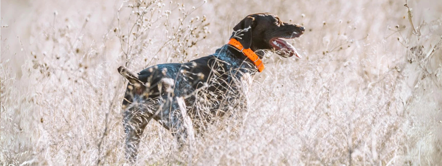 Pointer Gun Dogs – MyDogtra.com