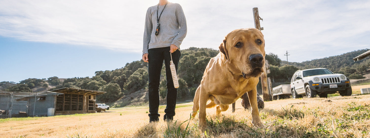 E-Collars – mydogtra