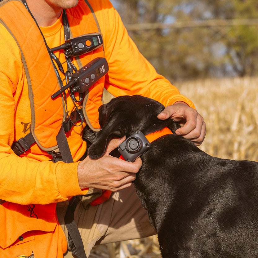 MyDogtra – MyDogtra.com